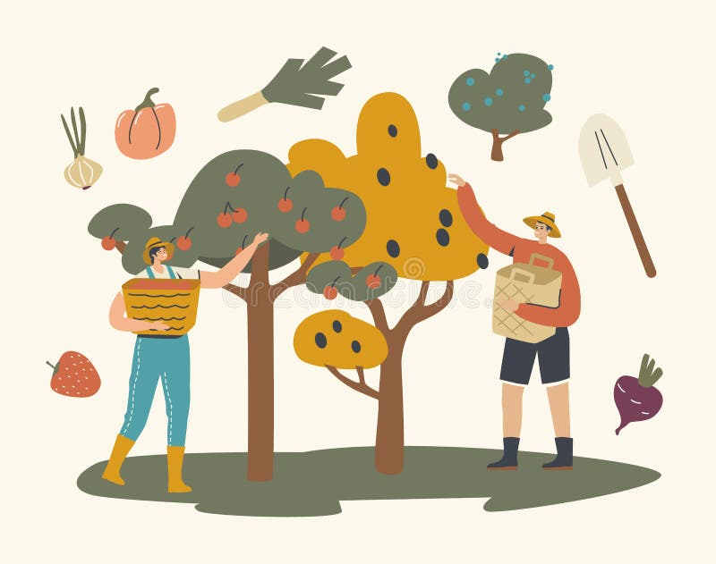 Farmers Pick Apples And Olives Harvest To Basket In Orchard Gardener