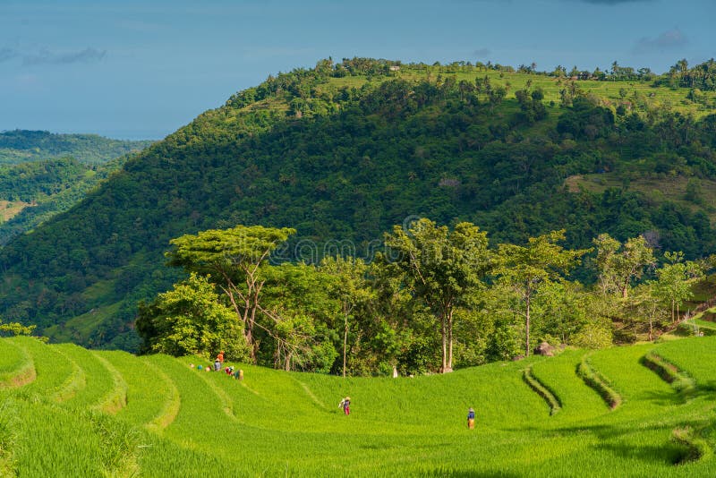 Farmers Plant Rice in the Fields, on the Edge of the Cliff Stock Image ...