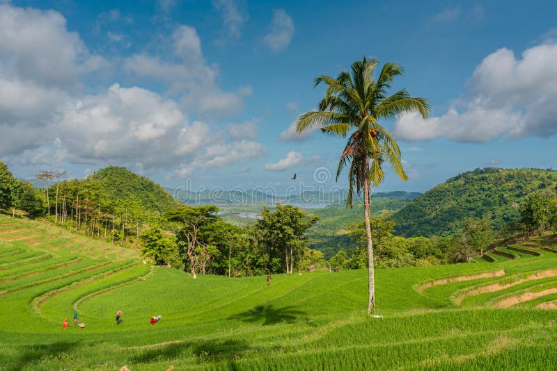 Farmers Plant Rice in the Fields, on the Edge of the Cliff Stock Photo ...