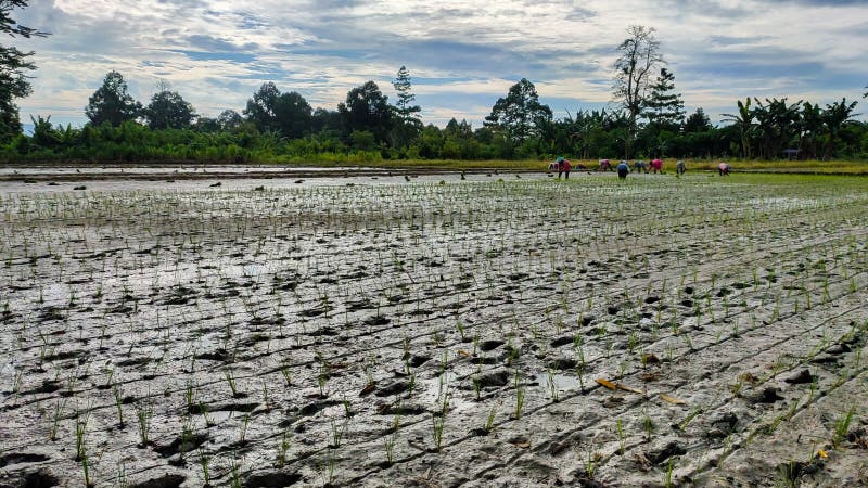 Farmers Plant Rice in Paddy Fields with a System of Traditional Methods ...