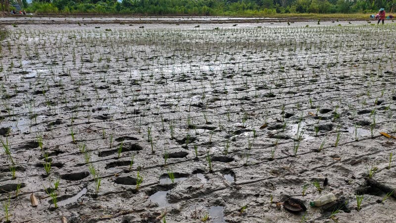 Farmers Plant Rice in Paddy Fields with a System of Traditional Methods ...