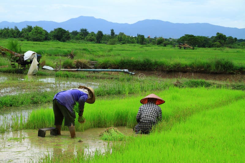 Rice worker stock photo. Image of culture, farmers, industry - 13516856