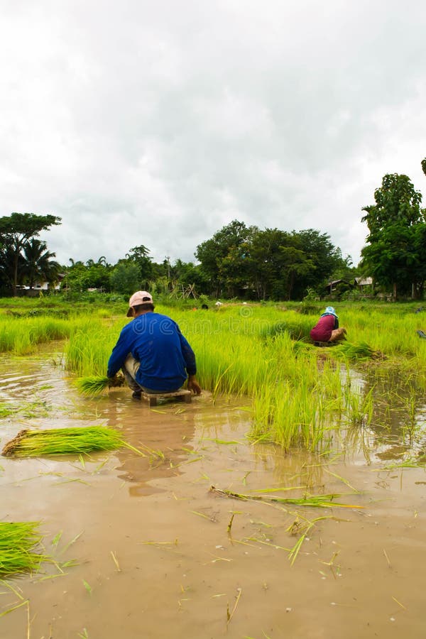 Farmers planting rice editorial photo. Image of thai - 26421861