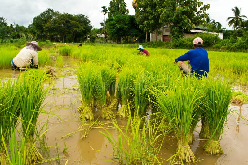 Farmers planting rice editorial photography. Image of farm - 26421887