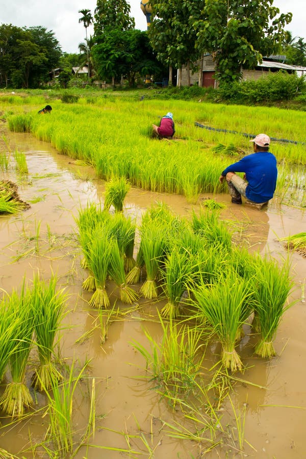 Farmers planting rice editorial image. Image of asia - 26421895