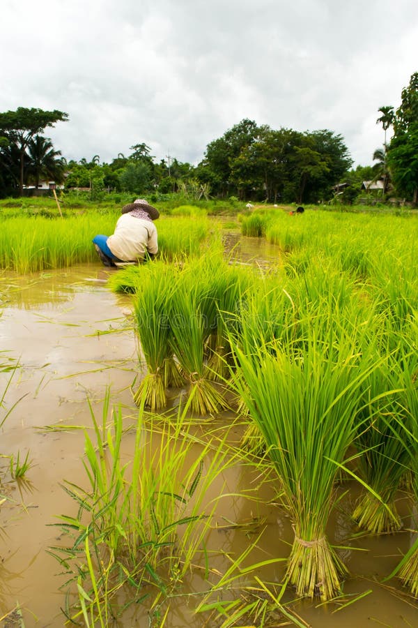10+ Farmers planting rice Free Stock Photos - StockFreeImages