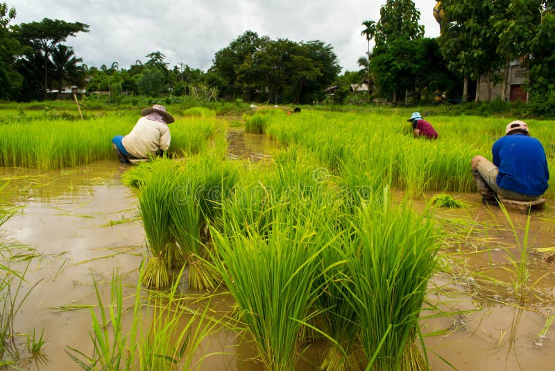 Farmers planting rice stock photo. Image of countryside - 26421910
