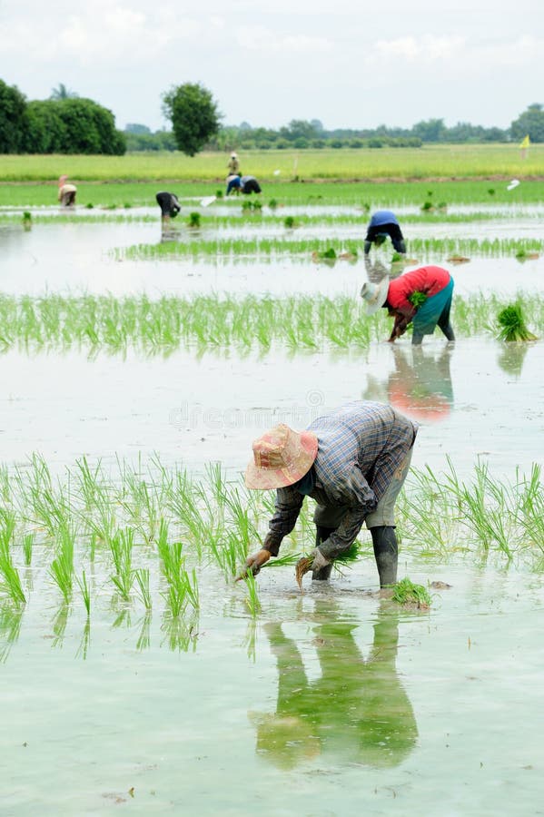 Farmers are Planting Rice in the Farm. Stock Image - Image of outdoor ...