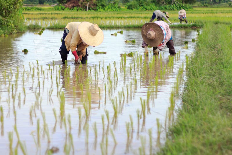 Farmers Planting Rice in the Farm Stock Photo - Image of green, grass ...