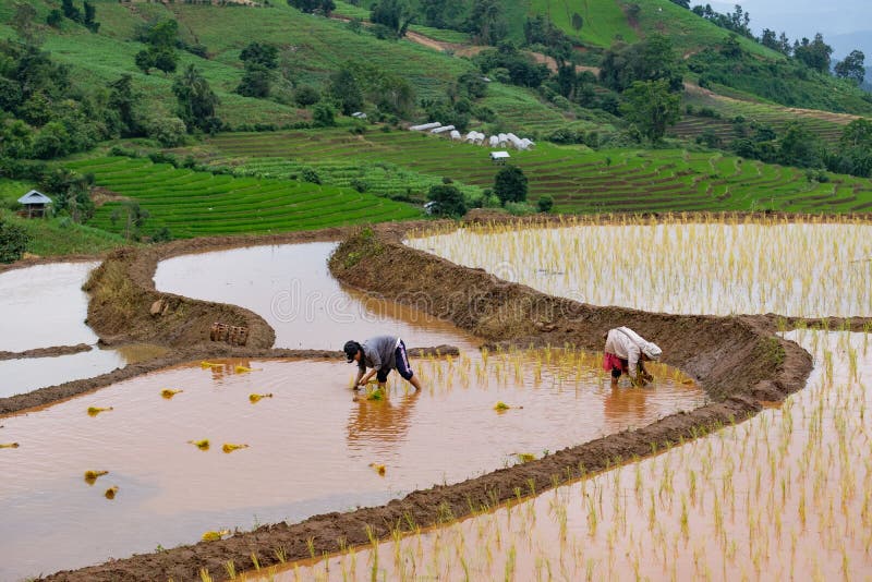 Rice farm in Madagascar editorial photography. Image of madagascar ...