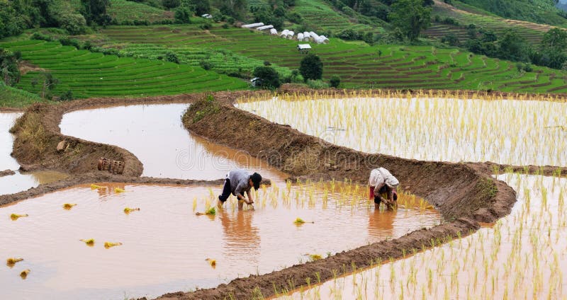 Farmers are Planting Rice in the Farm Editorial Stock Image - Image of ...