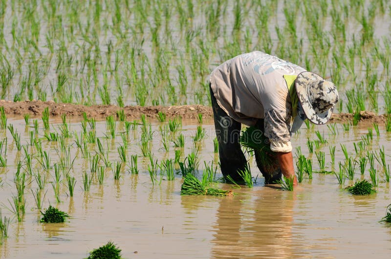 Farmers are Planting Rice in the Farm. Editorial Stock Image - Image of ...