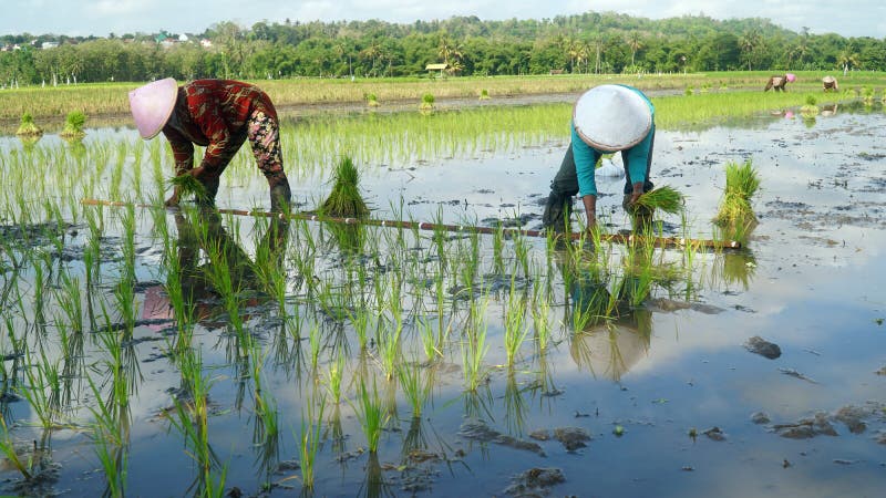 Farmers are Planting Rice in the Fields Stock Photo - Image of green ...