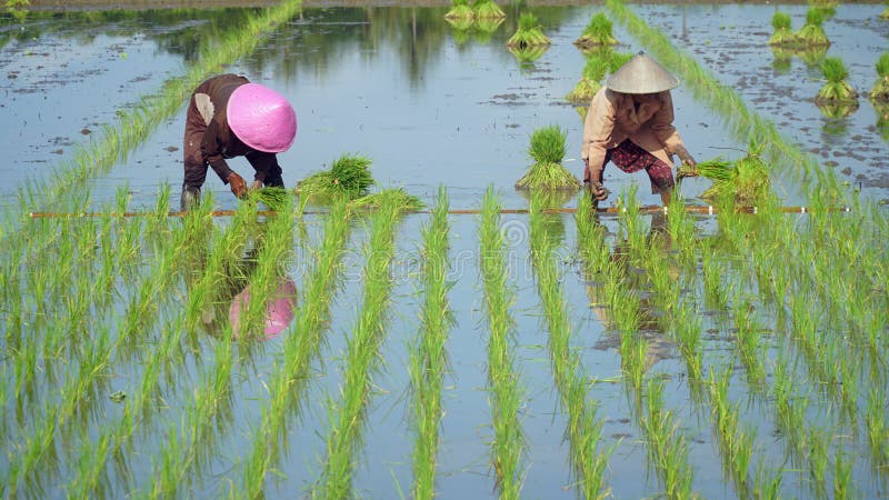 Farmers are Planting Rice in the Fields Editorial Stock Photo - Image ...