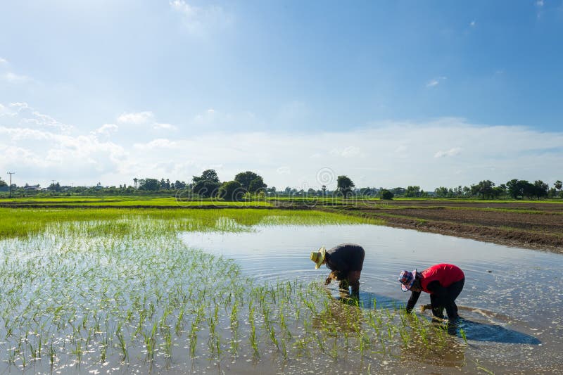 Farmers Planting Rice in the Rice Fields Stock Image - Image of ...