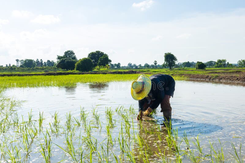 Farmers Planting Rice in the Rice Fields Stock Photo - Image of ...