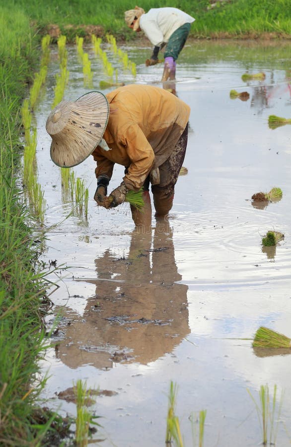 Farmers planting rice stock image. Image of farmer, agricultural - 33751713