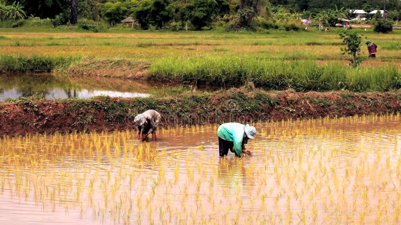 Farmers are planting rice stock video. Video of tropical - 135743765