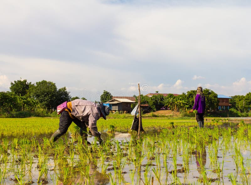 Farmers are planting rice editorial stock image. Image of growth - 35613264