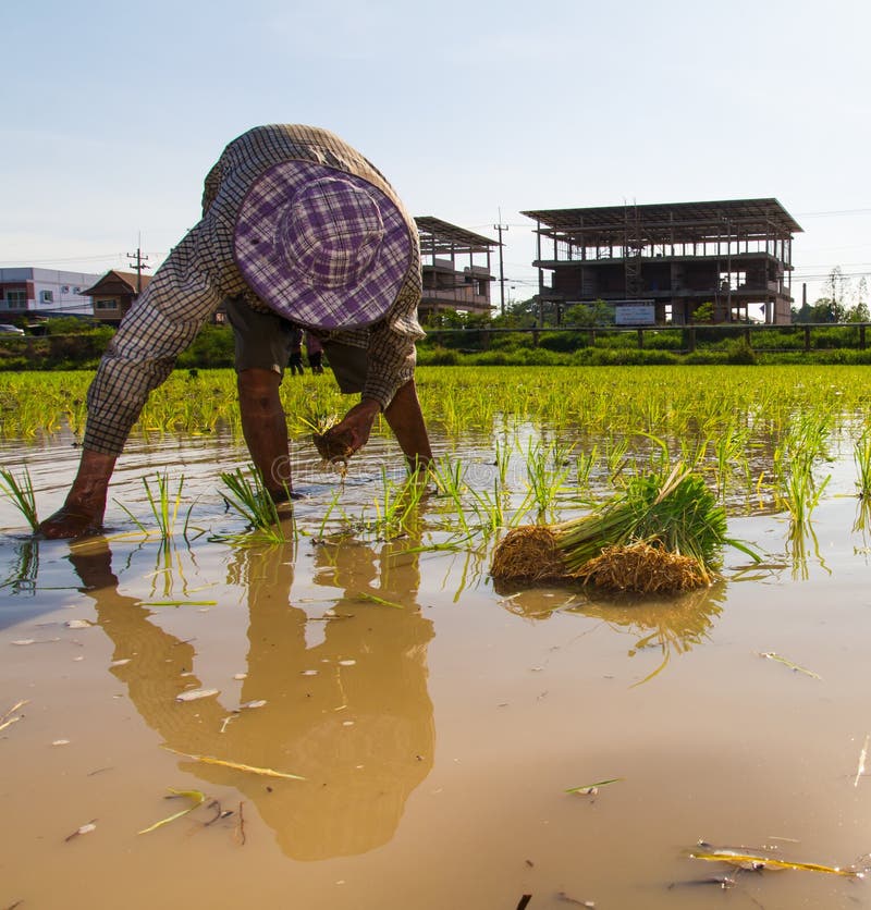 Farmers are Planting Rice Seeds in Muddy Fields Stock Image - Image of ...