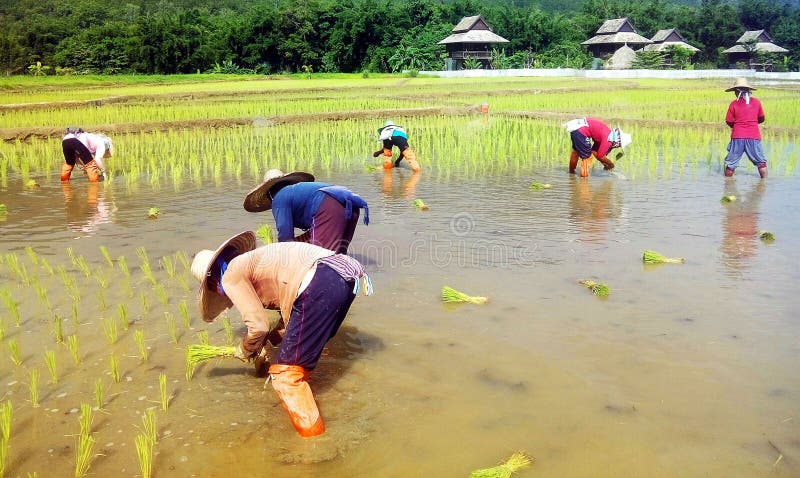 Farmers planting rice editorial photo. Image of harvest - 56628591