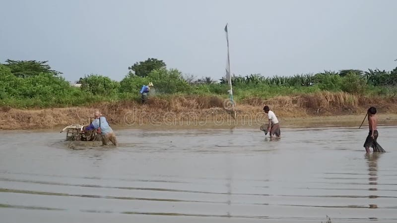 Farmers Plow a Rice Field Using a Hand Tractor Stock Footage - Video of ...