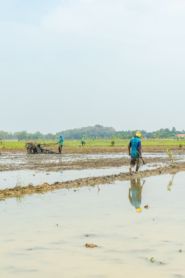 Farmers Plowing the Fields Using Tractors Editorial Image - Image of ...