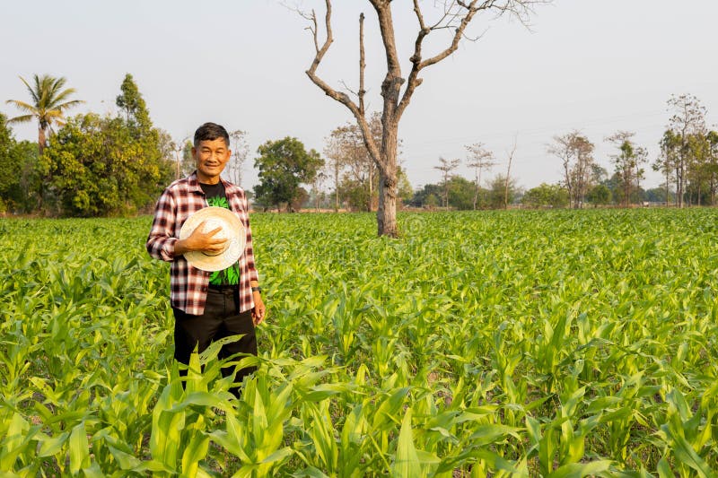 Farmers are Proud of Their Growing Corn Fields Stock Image - Image of ...
