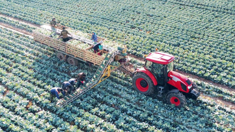 Farmers are Putting Harvested Cabbage Onto the Tractor Conveyor Stock ...