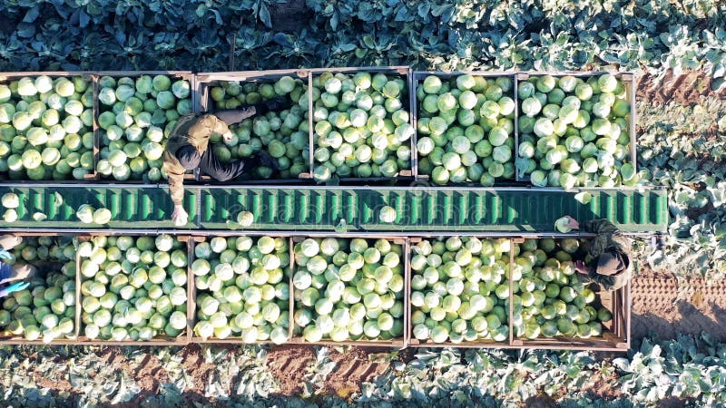 Top View of a Conveyor Tractor during Cabbage Harvesting Stock Video ...