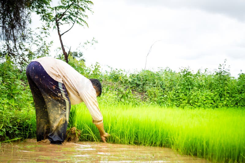Farmers and rice editorial stock image. Image of thai - 43423749