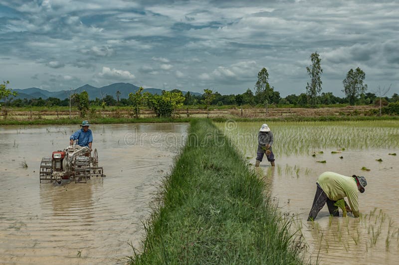 Farmers in rice field editorial stock photo. Image of plant - 76084183