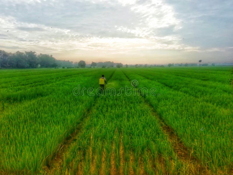 Farmers in the Rice Fields in the Afternoon Editorial Photography ...