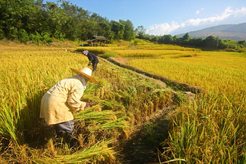 Farmers are on rice stock photo. Image of agriculture - 63034048