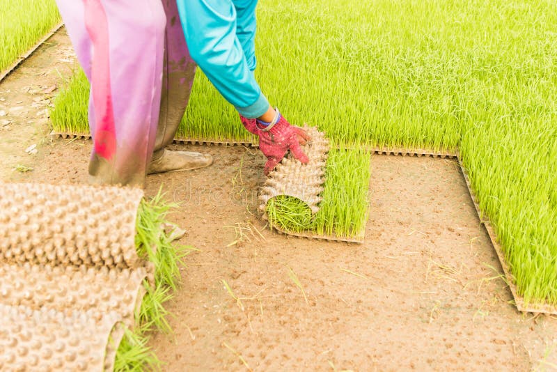 Farmers are Rolling Young Rice Sprout in the Box Stock Photo - Image of ...