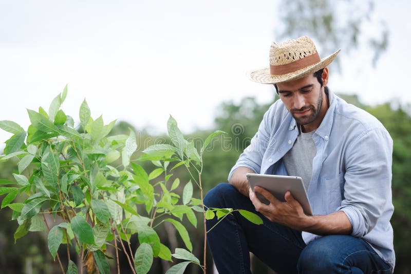 Farmers Selection Tree Saplings To Plant for the Carbon Trap Project ...