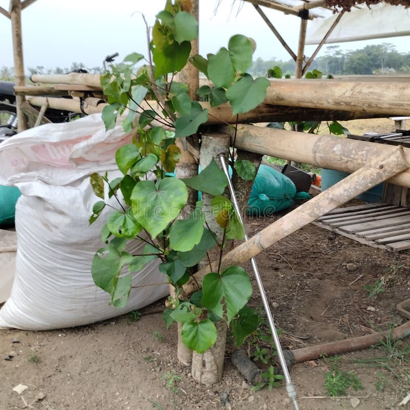 Farmers Semi-Permanent Structures: Creativity and Greenery with Waru ...