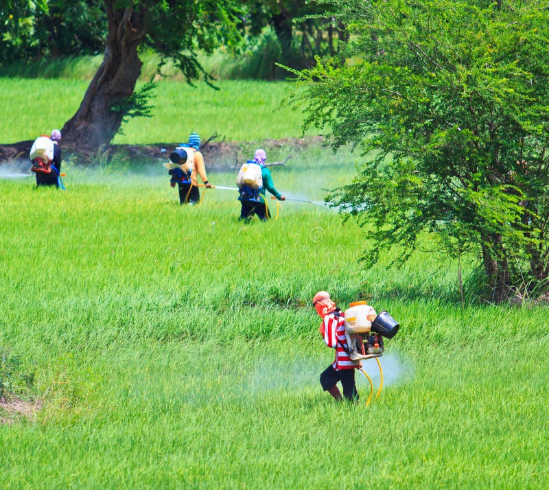 Farmers Spray Insecticide in Rice Field Stock Image - Image of ...