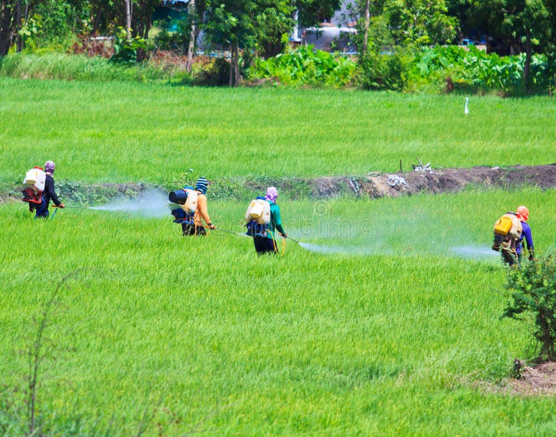Farmers Spray Insecticide in Rice Field Stock Image - Image of rice ...