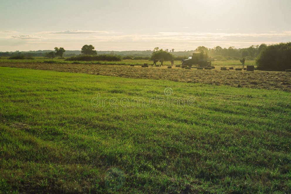 Farmers Stack Up Haystacks in the Car on the Background, Harvesting ...
