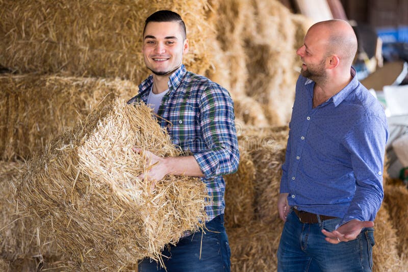 Farmers Stacking Hay in Mow Stock Image - Image of people ...