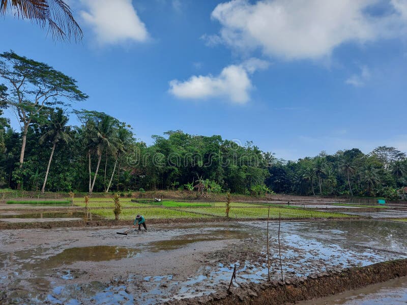 Farmers is Start Planting Rice Stock Image - Image of nature, farm ...