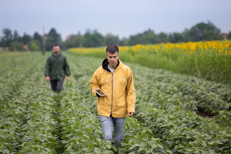 Farmers with Tablets in Soybean Field Stock Photo - Image of adult ...