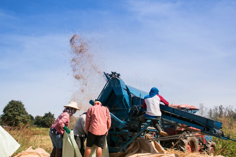 Farmers threshing rice editorial photo. Image of grain - 47452851
