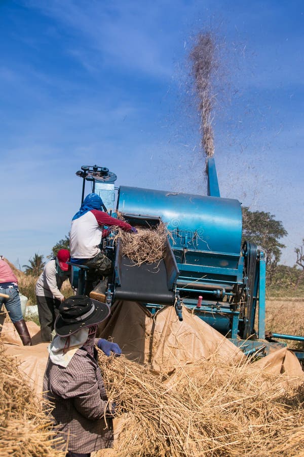133 Manual Rice Threshing Stock Photos - Free & Royalty-Free Stock ...