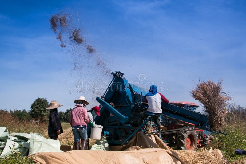Farmers threshing rice editorial stock photo. Image of manual - 47452893