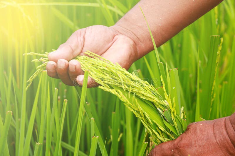 Farmers Touching Rice Fields in the Evening Light Stock Photo - Image ...