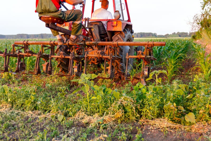 Mechanized Processing Grass between Rows in Cornfield Editorial Image ...
