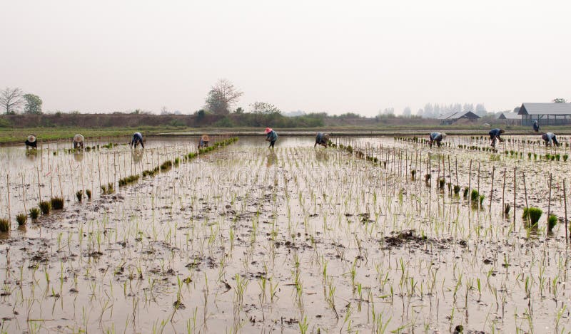 Farmers Transfer Rice Sprouts To the Plowed Field Stock Photo - Image ...