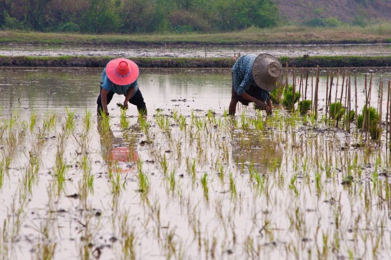 Farmers Transfer Rice Sprouts To the Plowed Field Editorial Photography ...